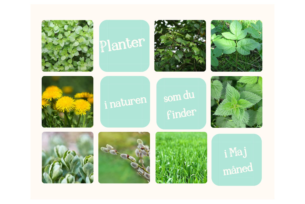 Spiselige planter du finder i naturen i maj måned – Foderhulen.dk